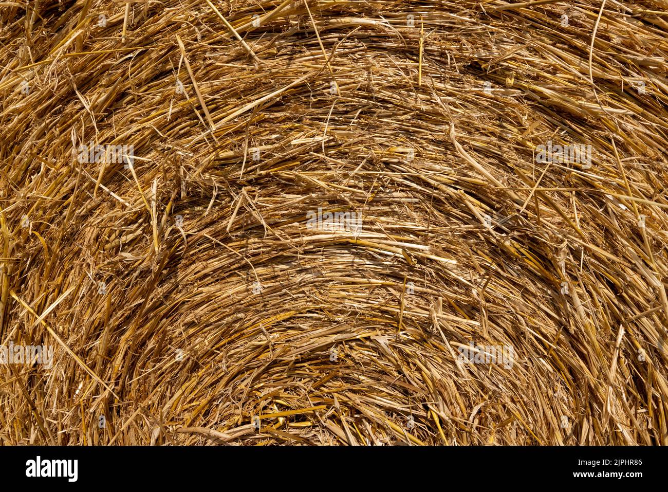 Agricultural field with harvested wheat and straw in stacks, twisted ...