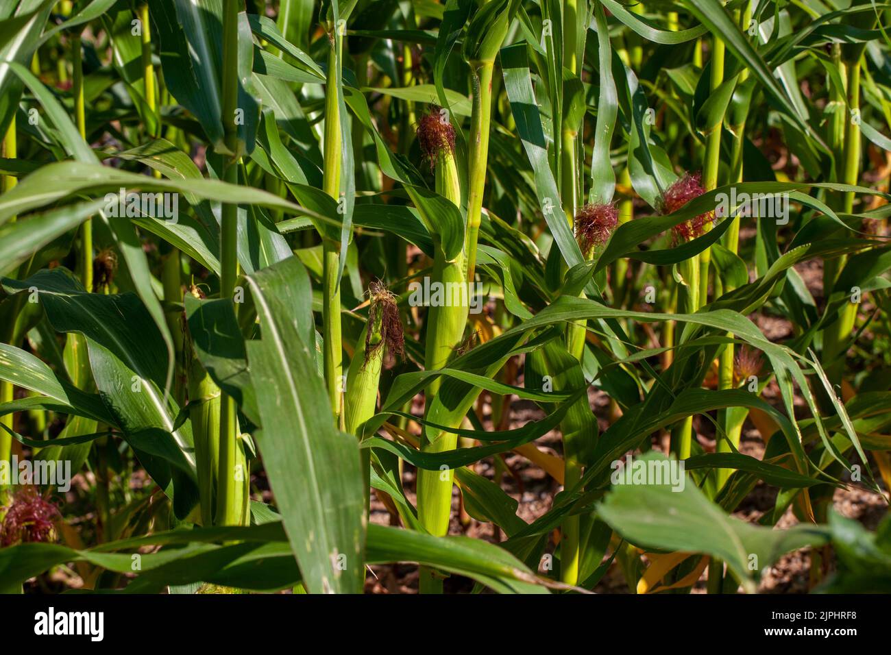 an agricultural field where unripe green corn grows, a field for ...