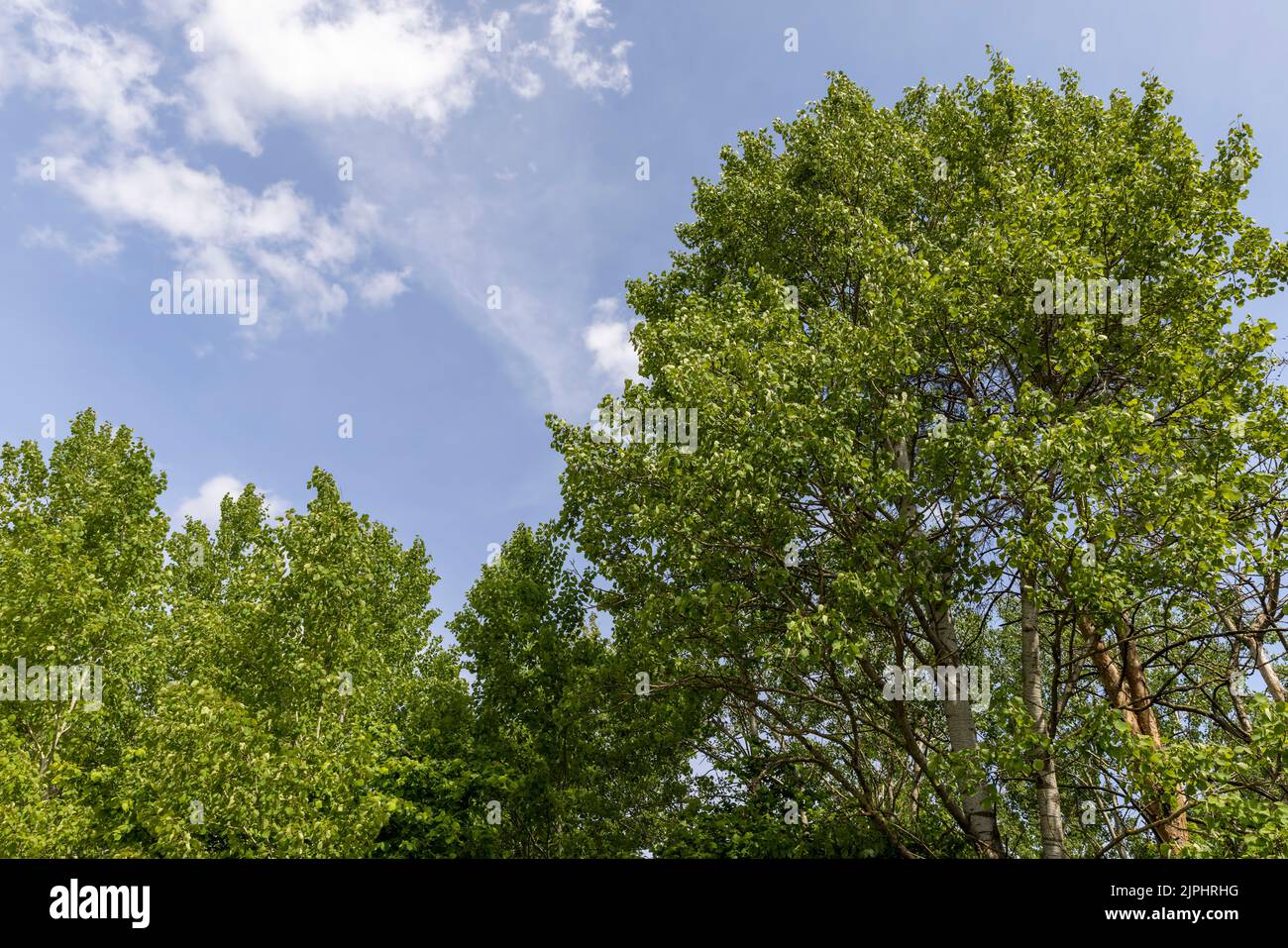 Trees growing on a hill in windy weather, trees with green foliage ...