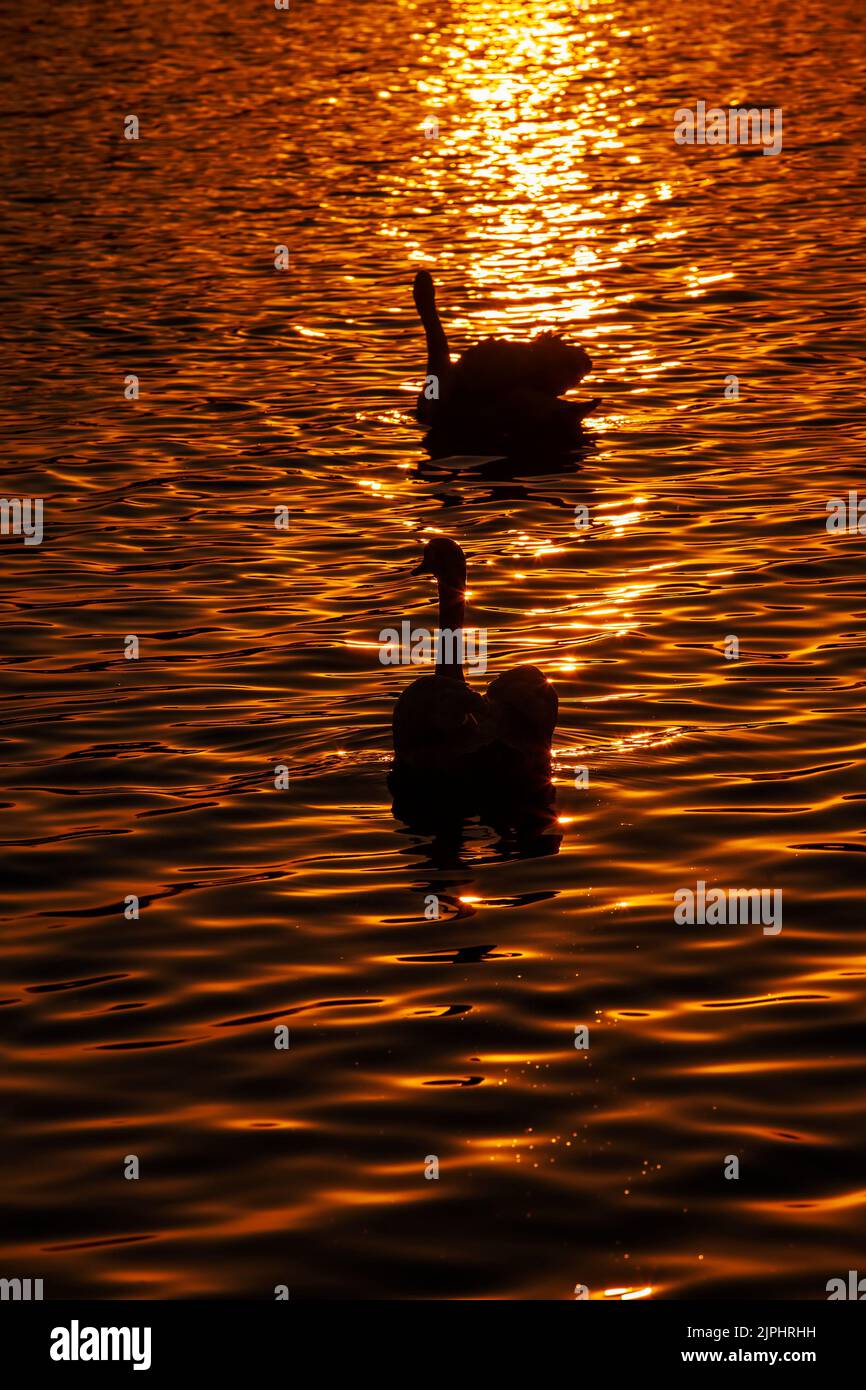 White swans floating in the lake during sunset, beautiful golden sun ...