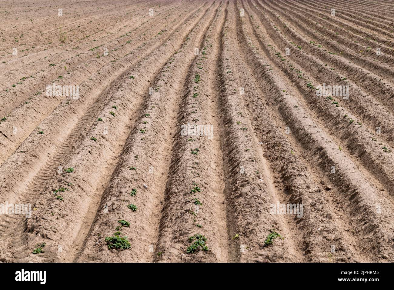A field with furrows in which potatoes grow, an agricultural field ...