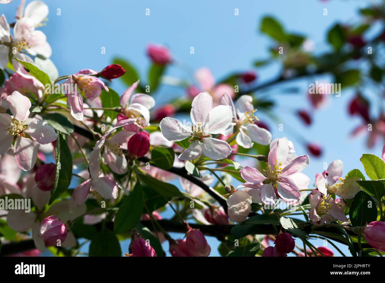 cherry fruit trees blooming in spring, beautiful cherry blossoms during ...