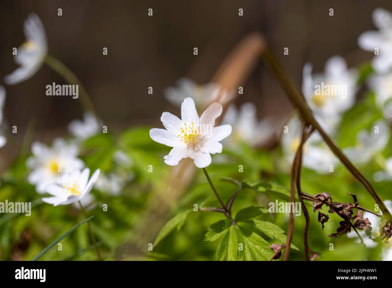 beautiful spring anemones growing in the forest, beautiful flowers ...