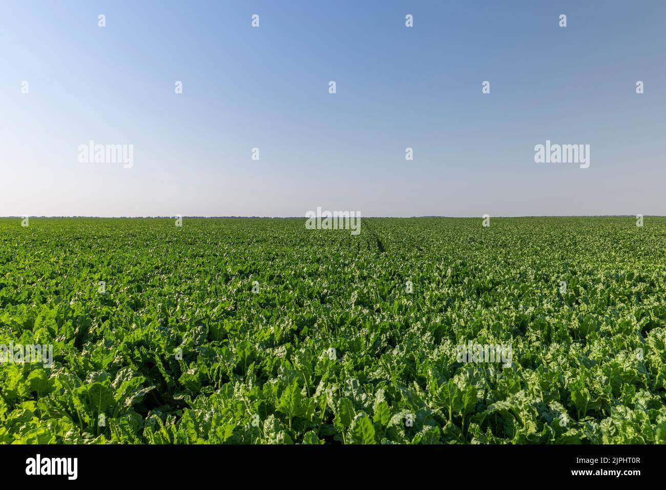 The green foliage of sweet sugar beet growing in the field of beets for ...