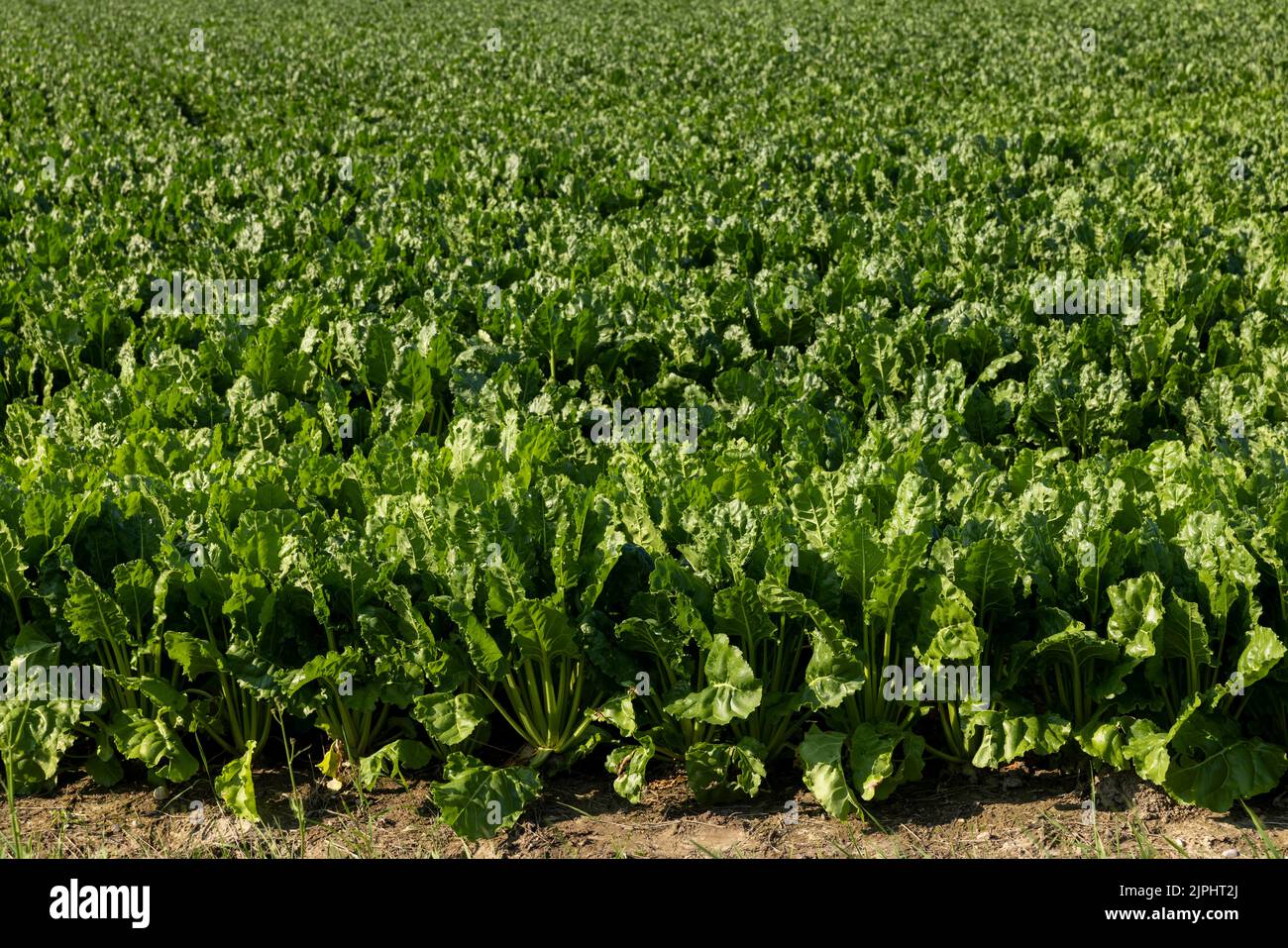 The green foliage of sweet sugar beet growing in the field of beets for ...