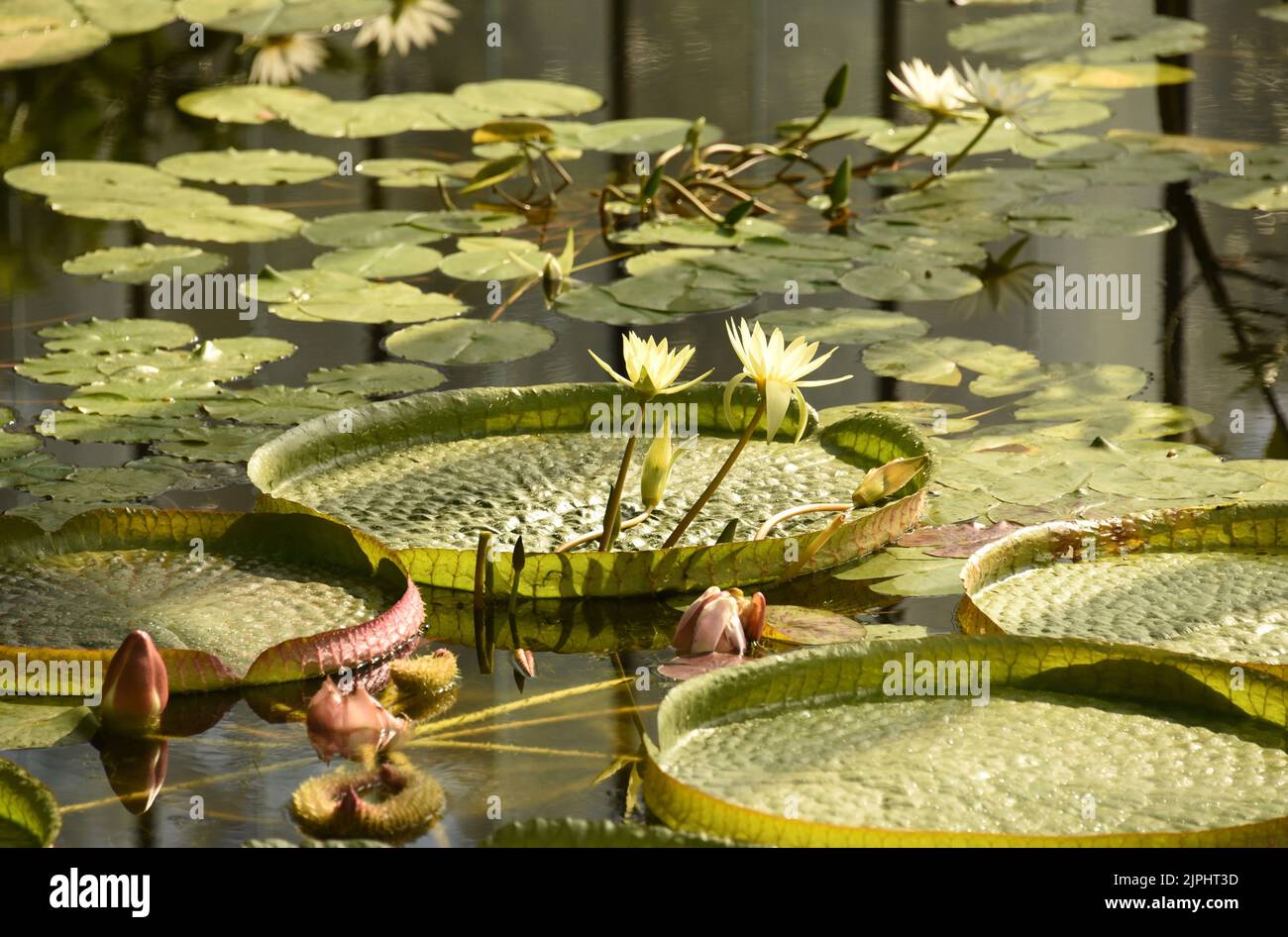 Lilypad hi-res stock photography and images - Alamy