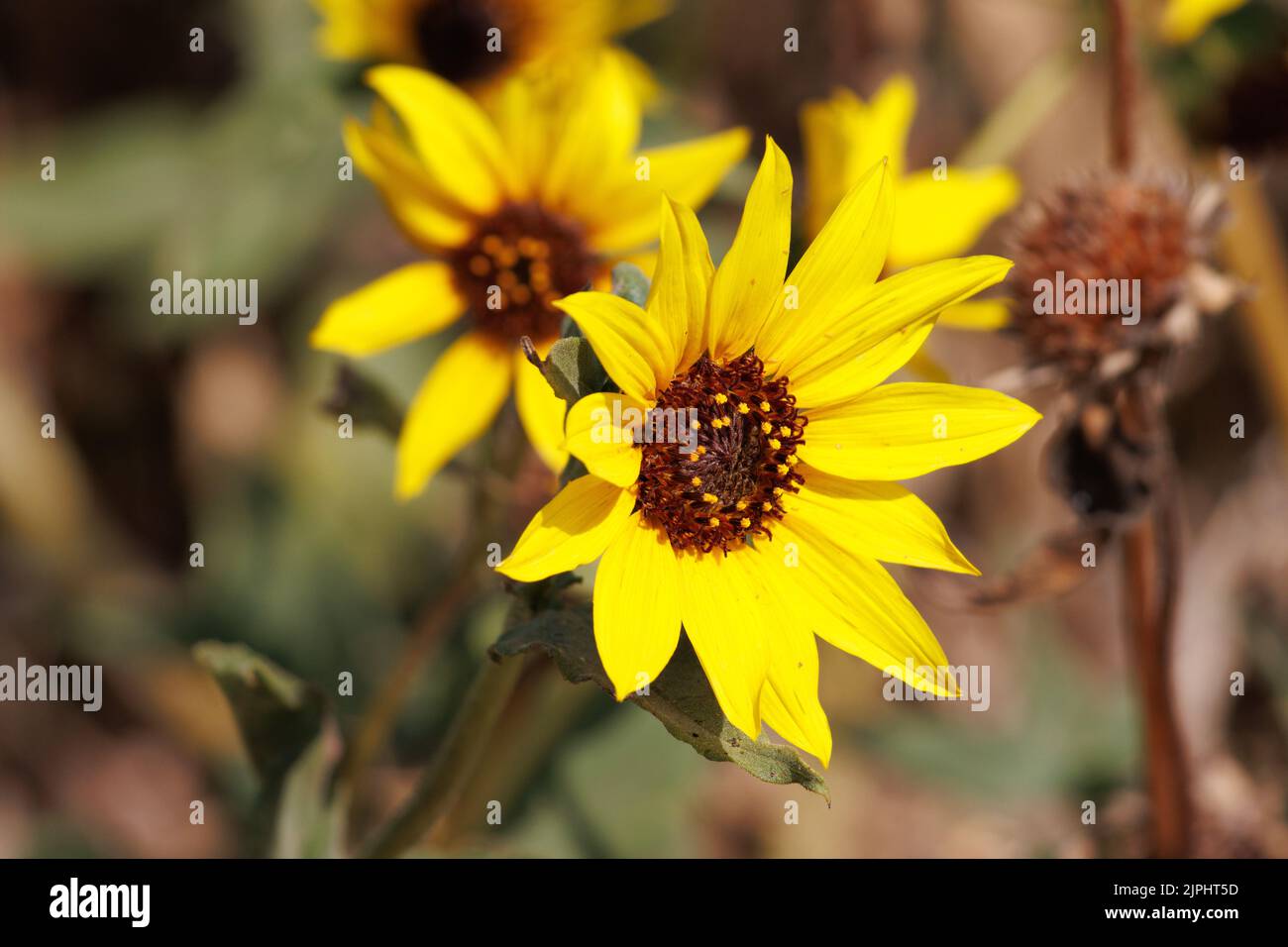 Head inflorescence sunflower helianthus hi-res stock photography and ...