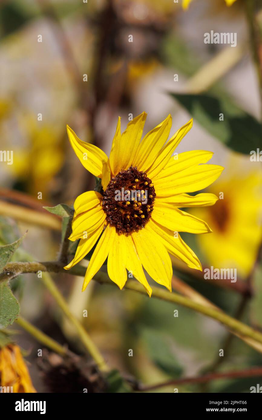 Yellow flowering racemose radiate head inflorescence of Helianthus ...