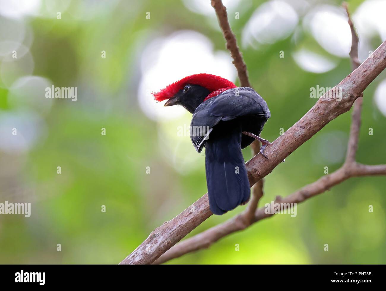 Helmeted manakin hi-res stock photography and images - Alamy