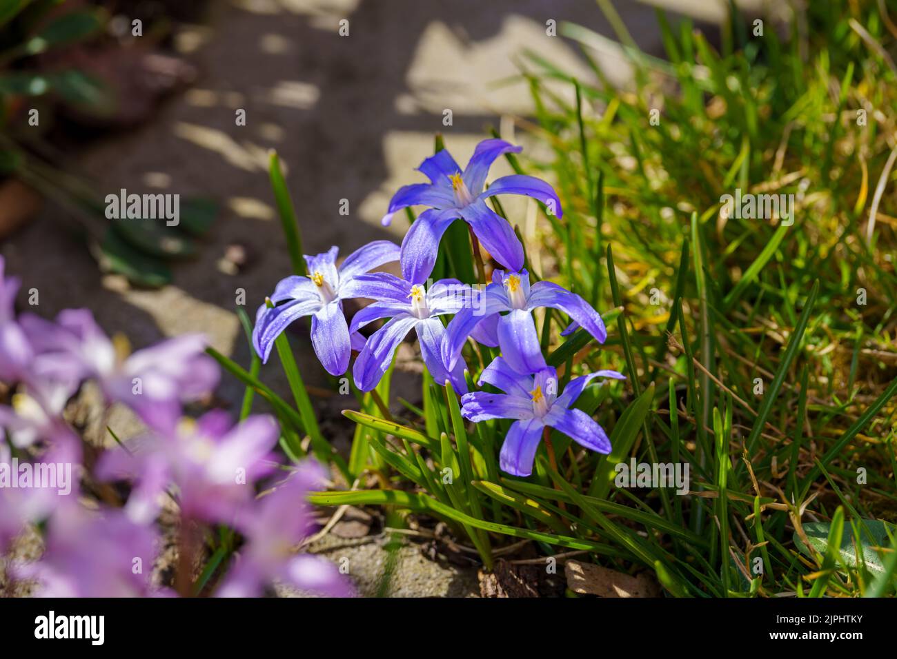 Beautiful spring flowers grass hi-res stock photography and images - Alamy