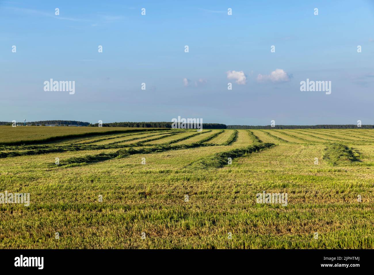 green grass in a field in the summer, a field with grass in the warm ...