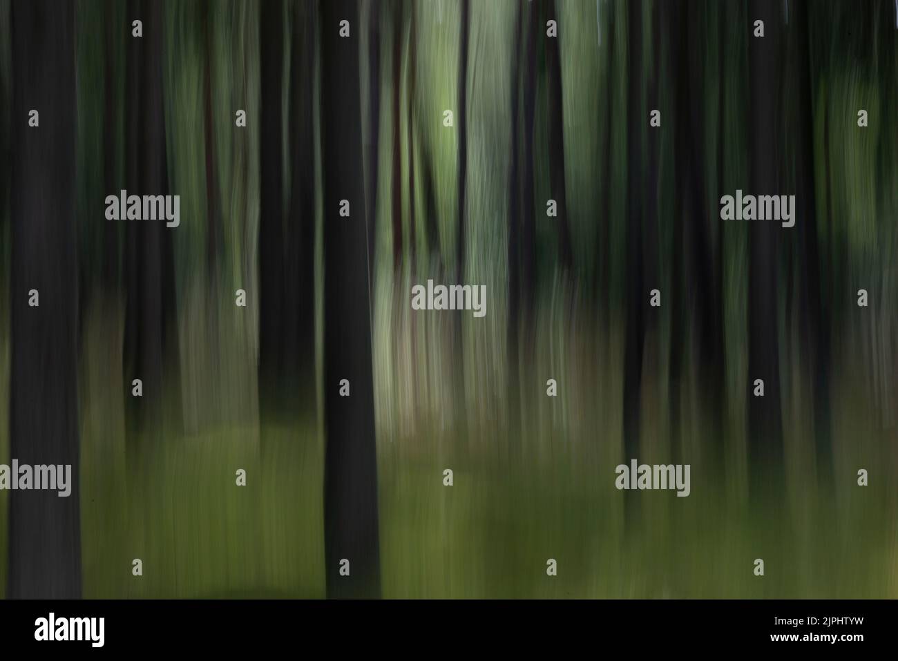 Atmospheric mystic abstract forest. Intentional blur, special effect ...