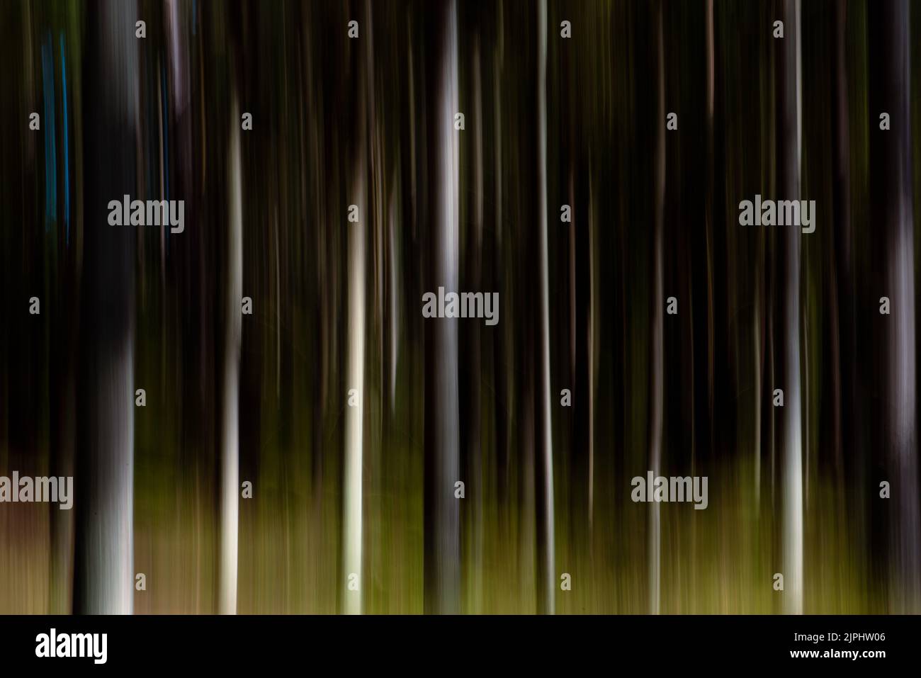 Atmospheric mystic abstract forest. Intentional blur, special effect ...