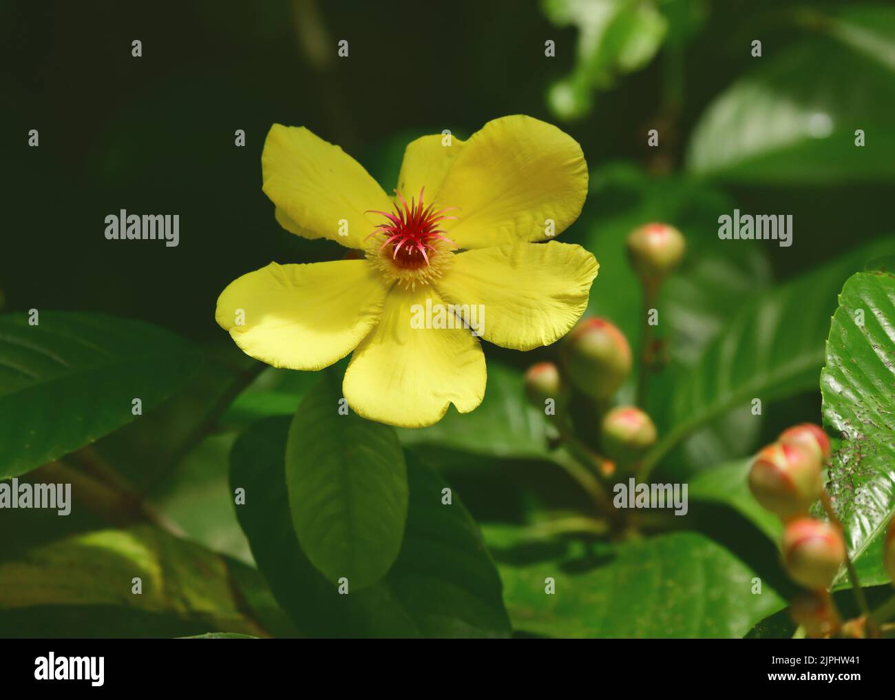 Yellow Flower of Simpoh or Simpeh tree (Dillenia excelsa) Kinabatangan ...