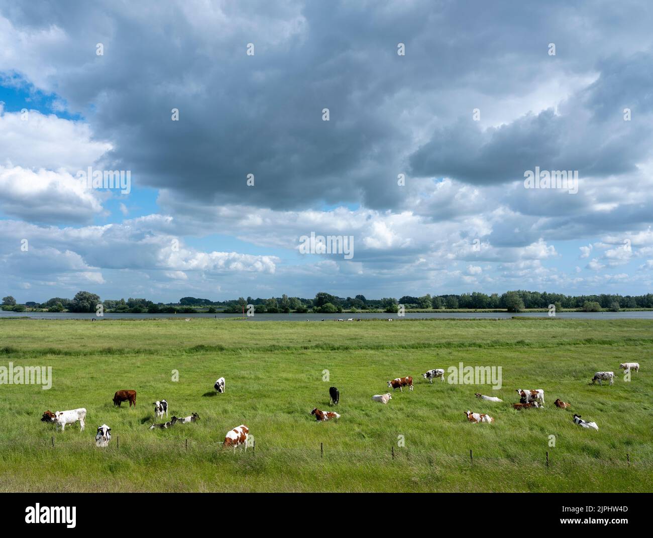 cows in summer meadow near river lek in the netherlands Stock Photo - Alamy