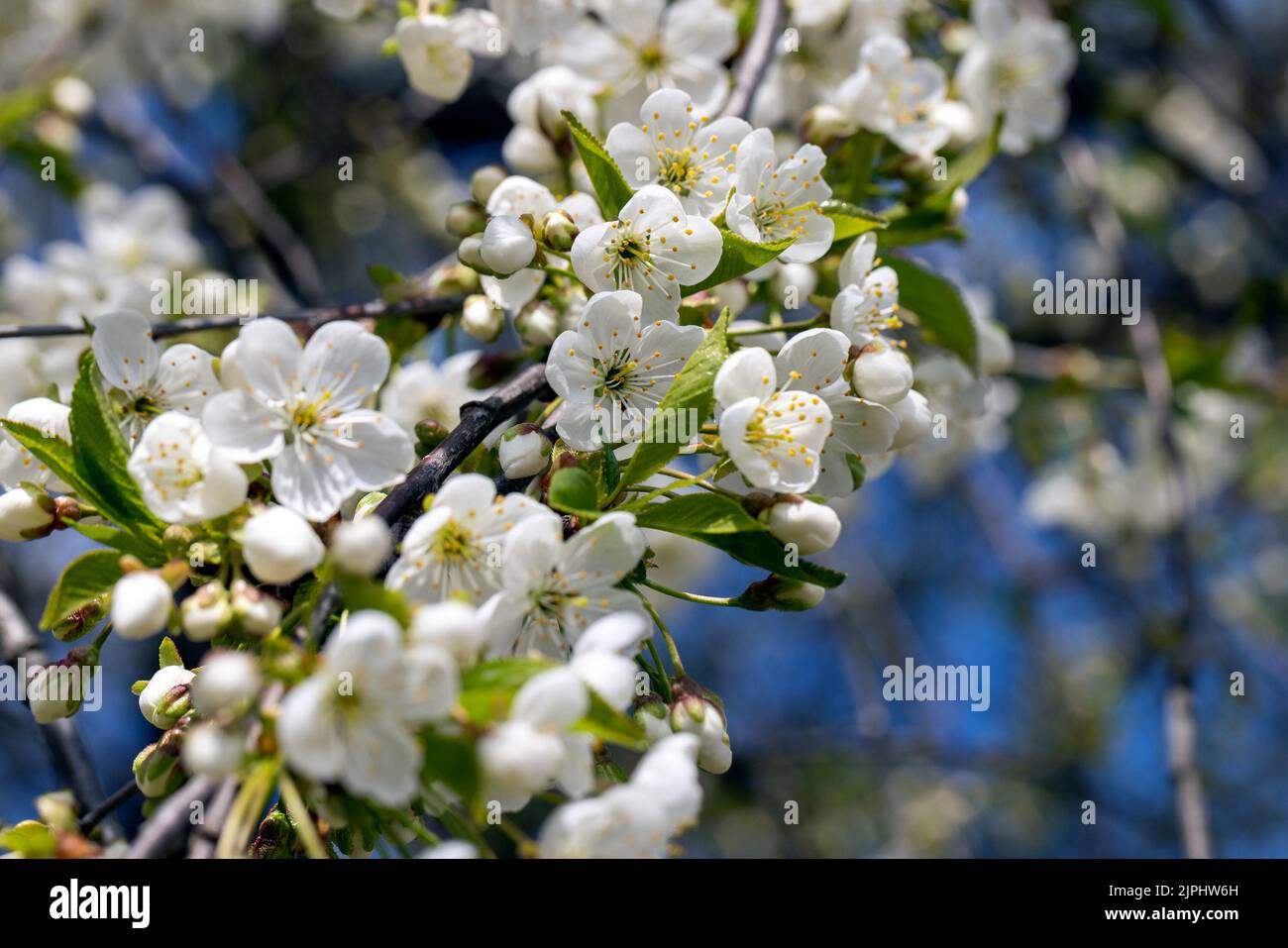 apple fruit trees blooming in the spring season, beautiful large apple ...