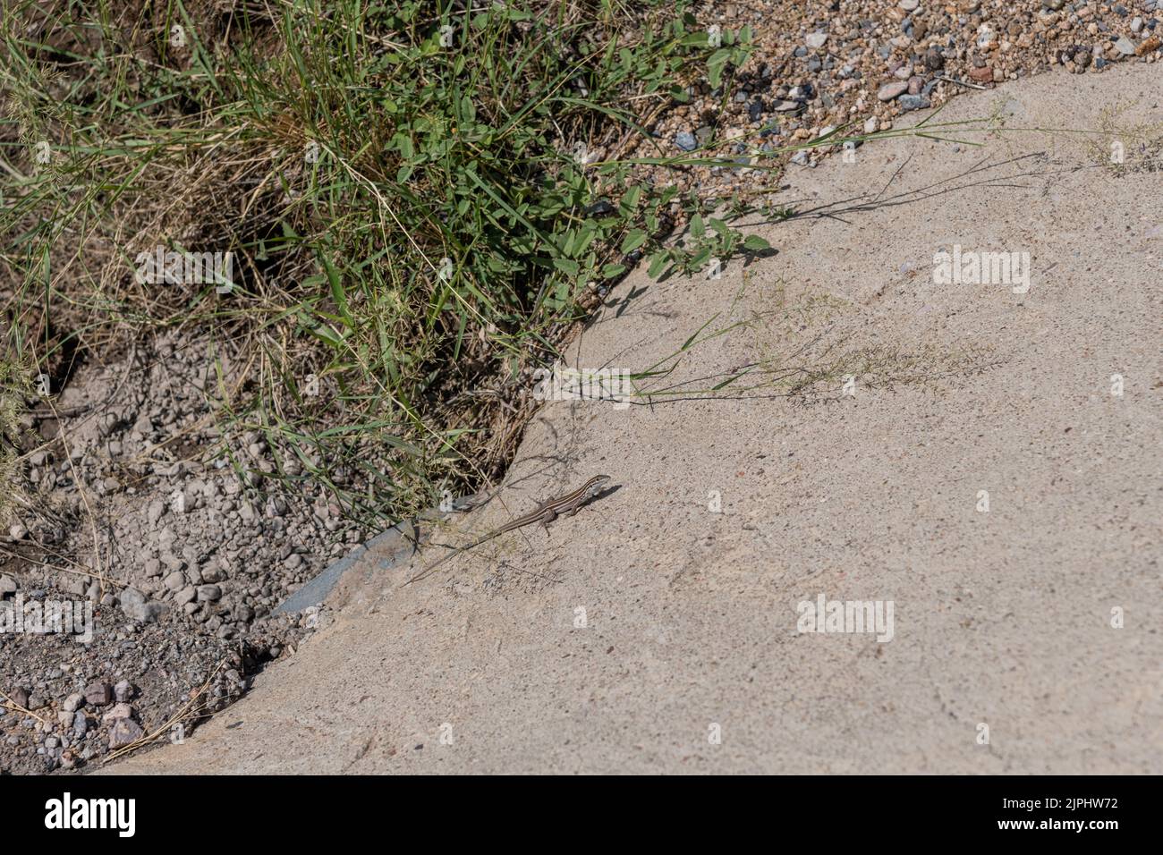Desert Grassland Whiptail lizard at the Organ Mountains-Desert Peaks ...