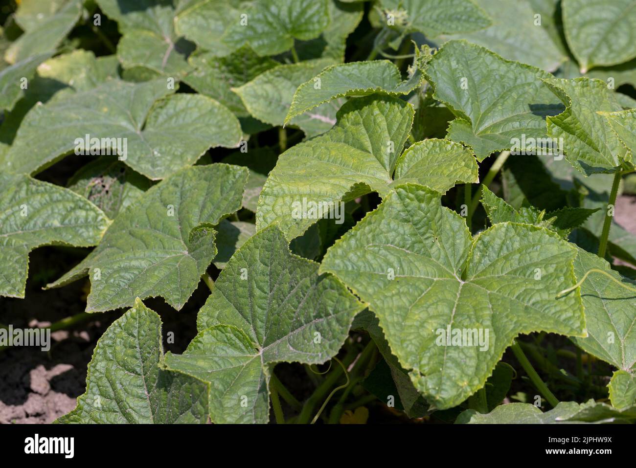 green cucumbers on a flying field, a field with growing cucumbers of ...
