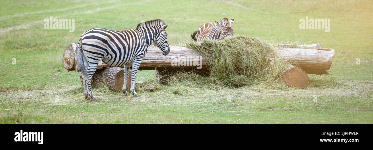 A zebra grazes in a petting zoo. Zebra eats grass from a feeder on a ...