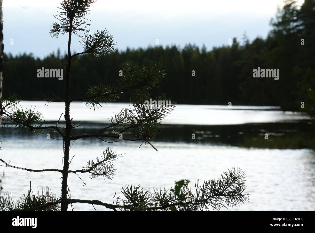 9lives finland hi-res stock photography and images - Alamy