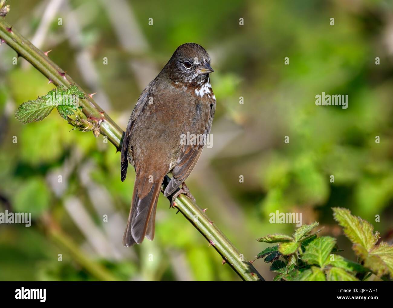 Fox Sparrow (Passerella iliaca), perching on brunch, British Columbia ...