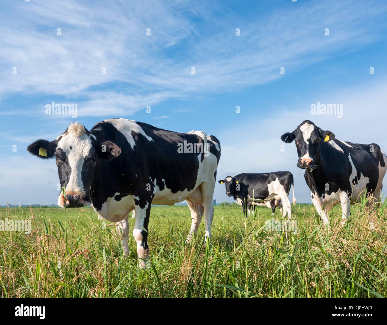 spotted cows in meadow near ditch in the netherlands under blue summer ...
