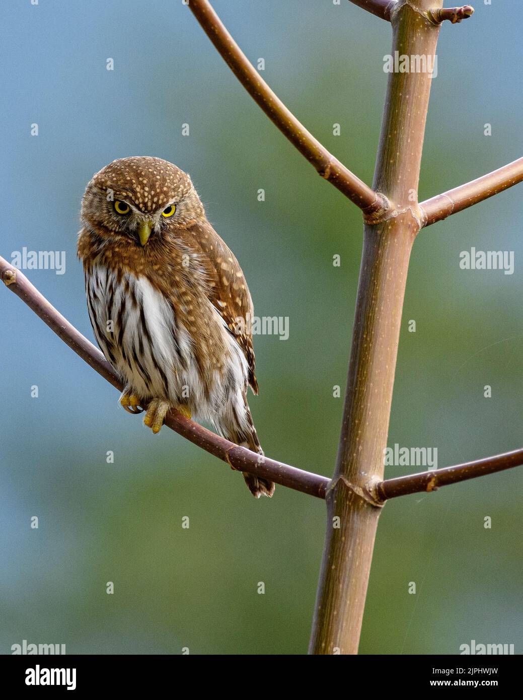 Northern pygmy owl (Glaucidium californicum) perching on a branch in ...
