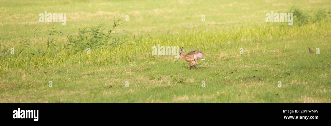 running hare in green meadow on panorama picture Stock Photo - Alamy