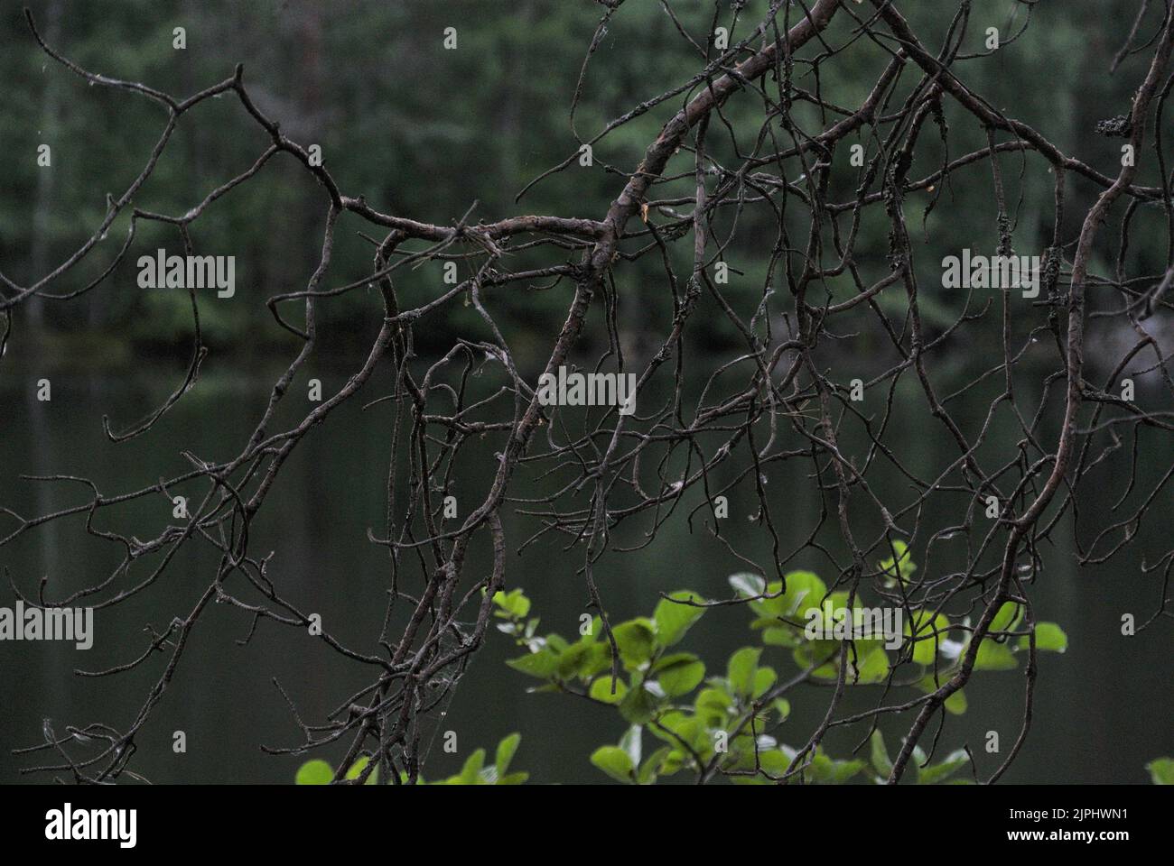 9lives finland hi-res stock photography and images - Alamy