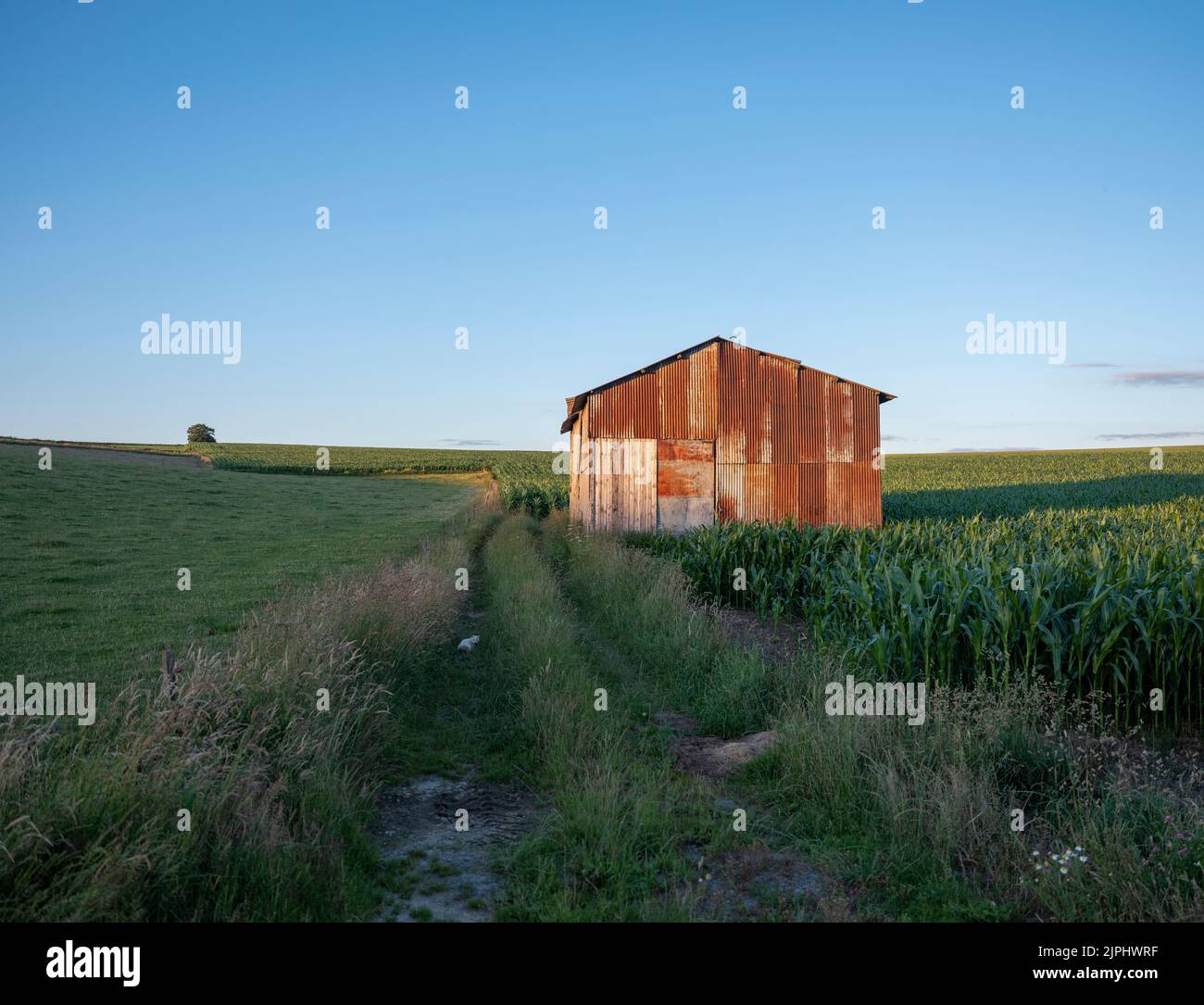 rusty old iron barn in belgian countryside with grass and corn field ...