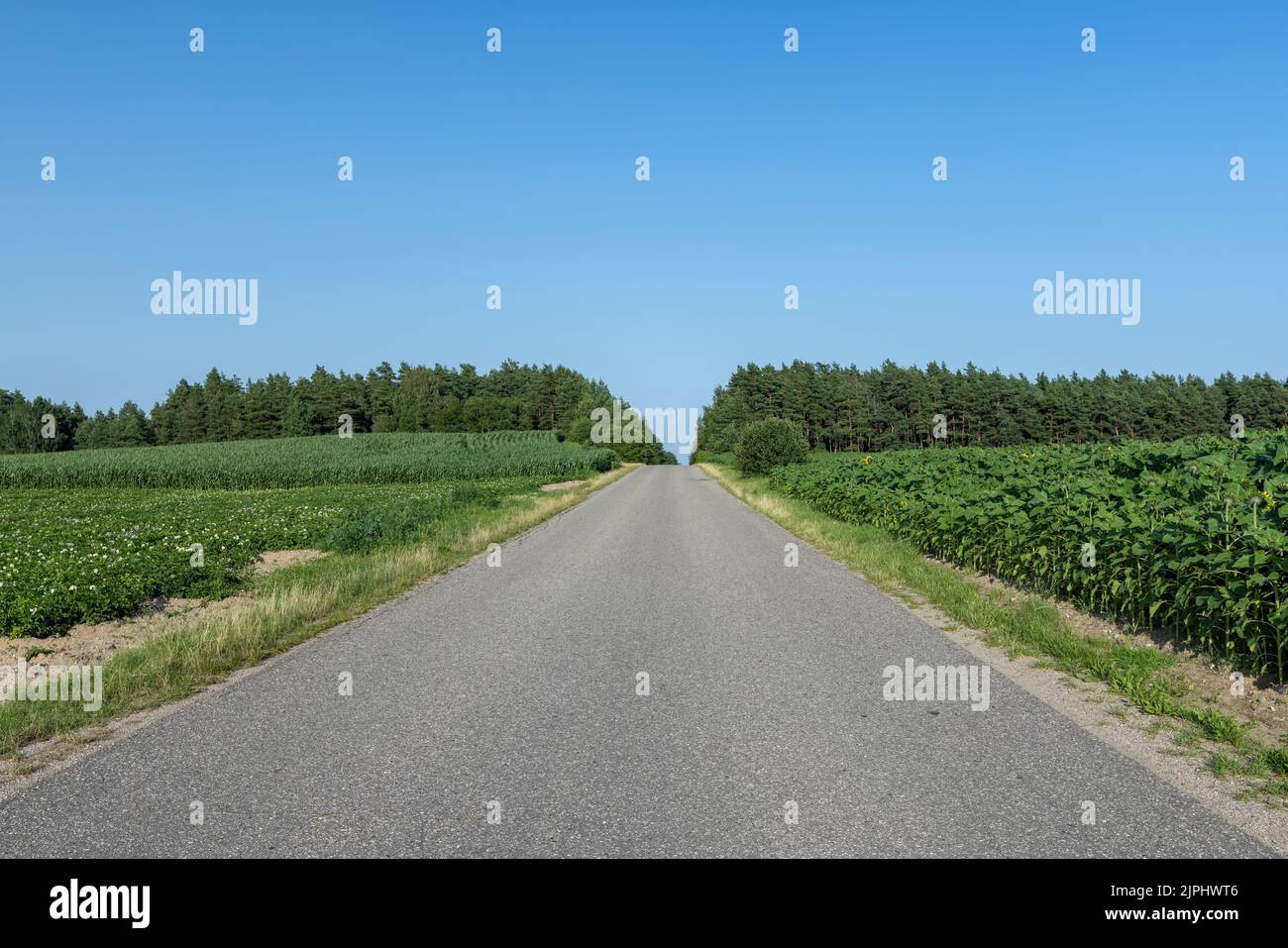 Paved highway with plants on the side of the road, green trees in the ...