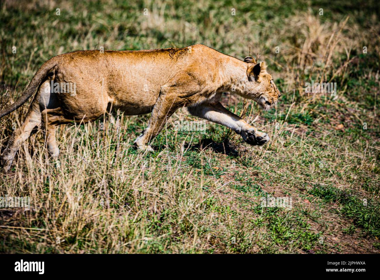 lion is a large cat of the genus Panthera, native to Africa and India ...