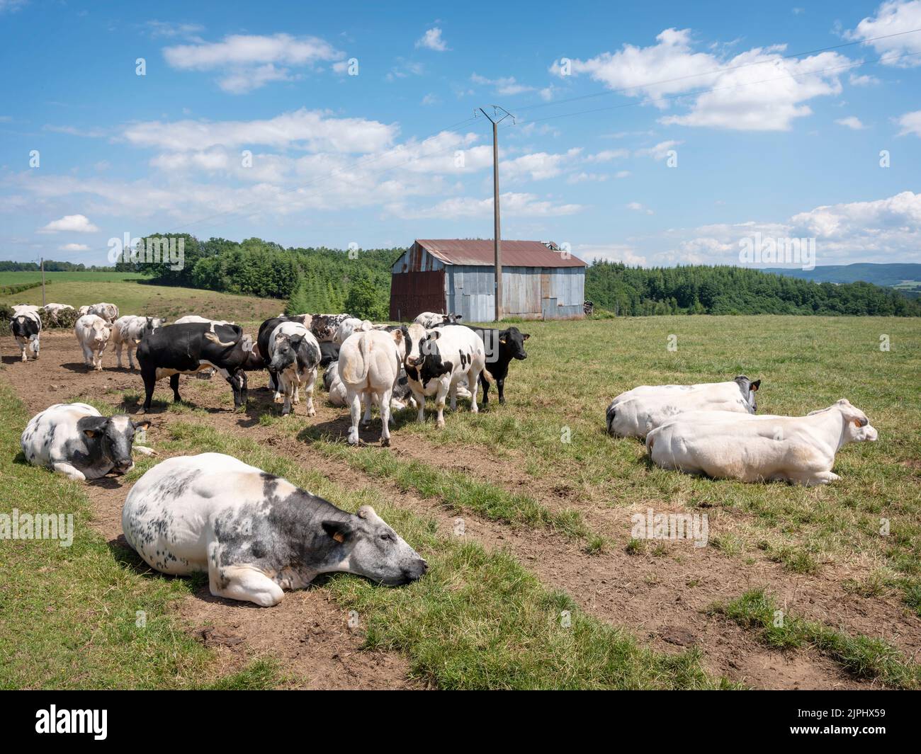 beef cows near rusty iron barn in belgian ardennes region in meadow ...