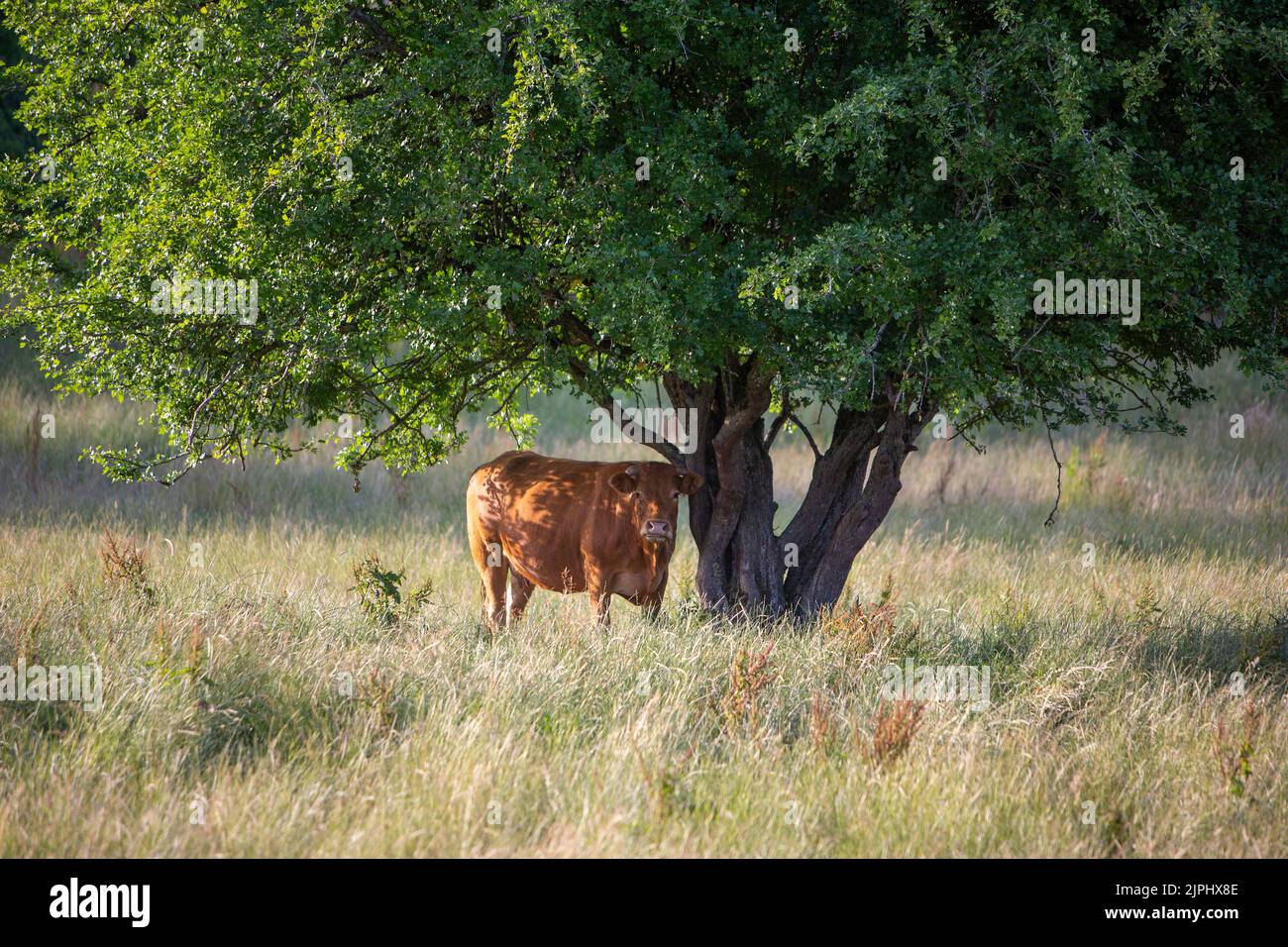 brown cow under tree in green summer meadow in belgian ardennes region ...