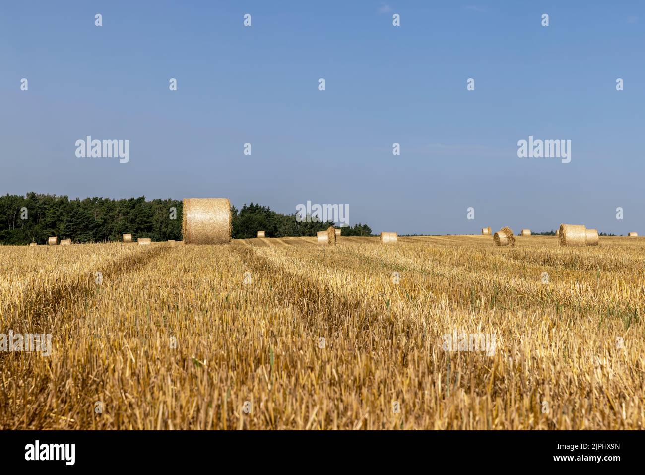 Agricultural field with harvested wheat and straw in stacks, twisted ...