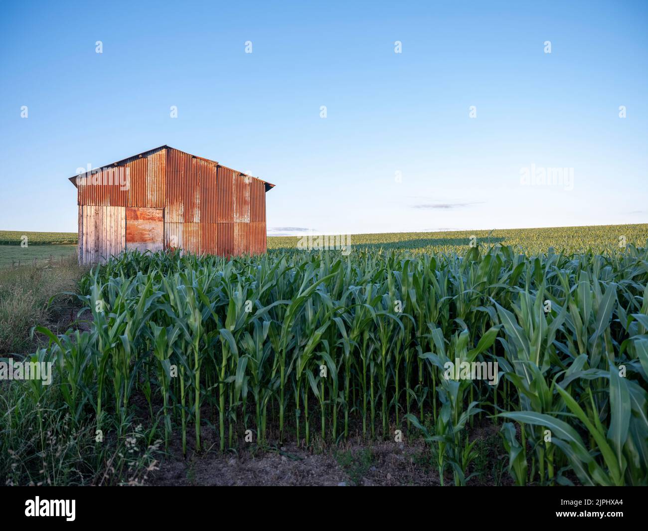 rusty old iron barn in belgian countryside with grass and corn field ...