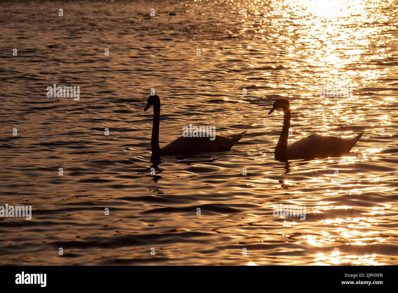 White swans floating in the lake during sunset, beautiful golden sun ...
