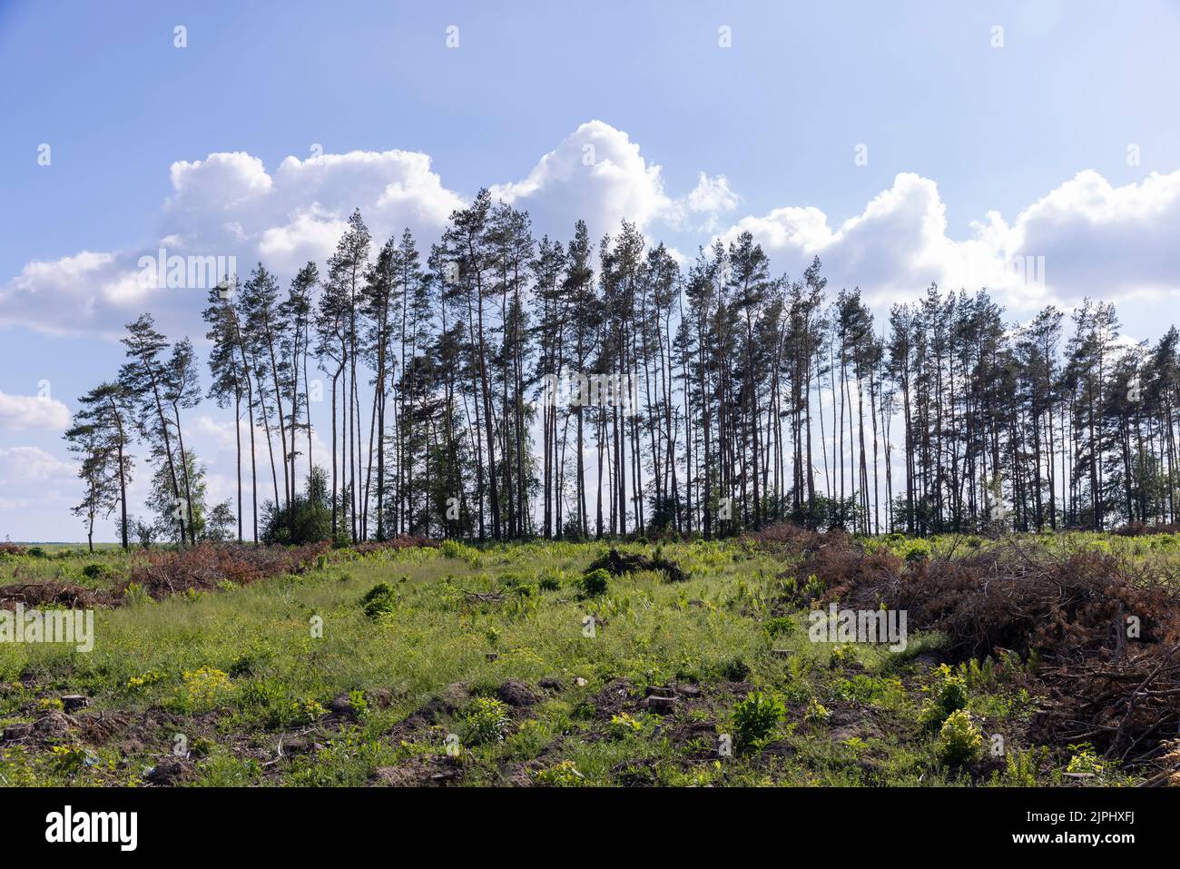 deforestation and timber harvesting in eastern Europe, felled and sawn ...