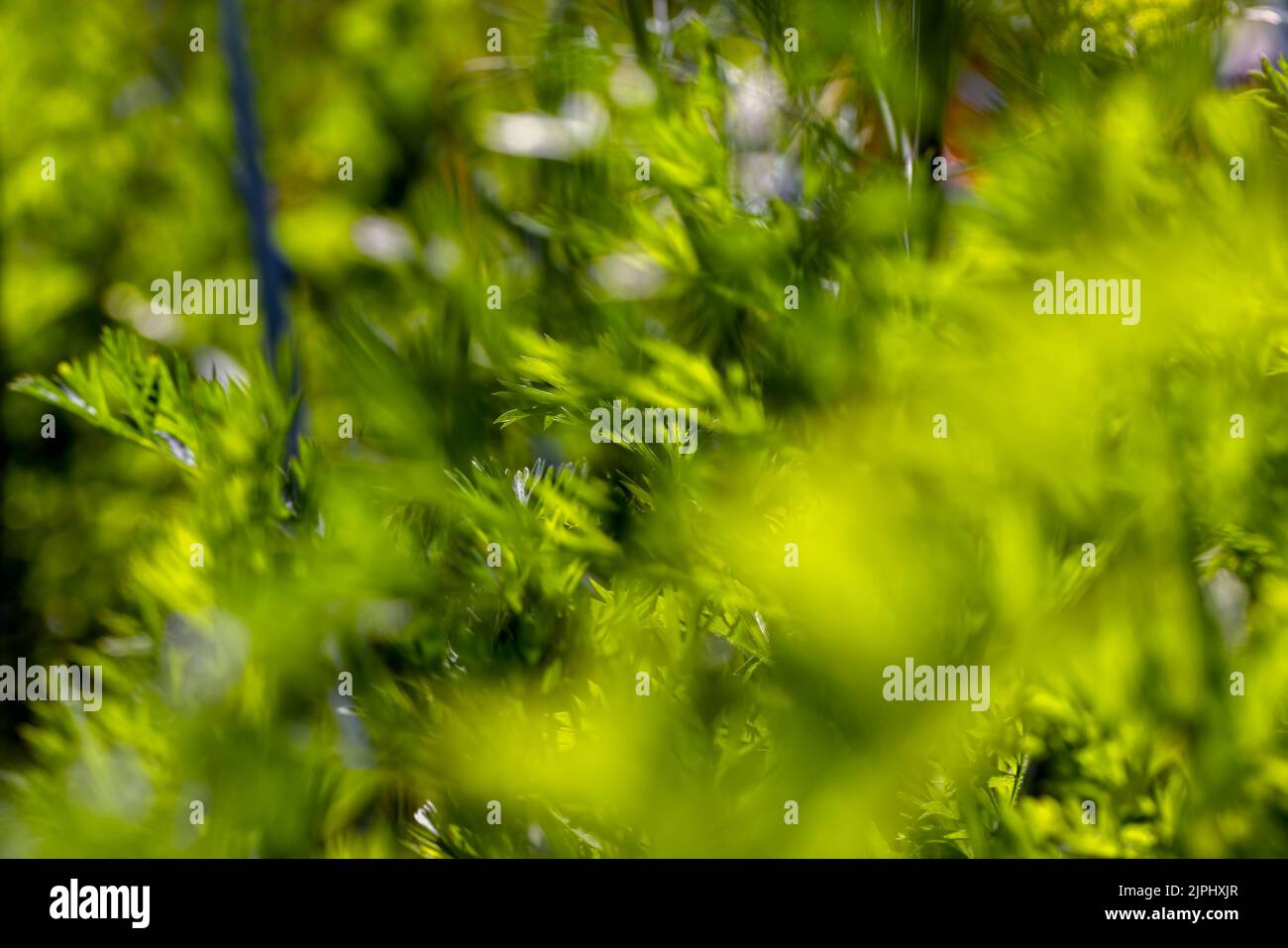 Green carrots while growing in the field, a field with green growing ...