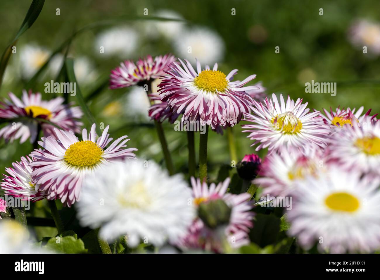 white and red daisies on the field, small daisy flowers with dust and ...