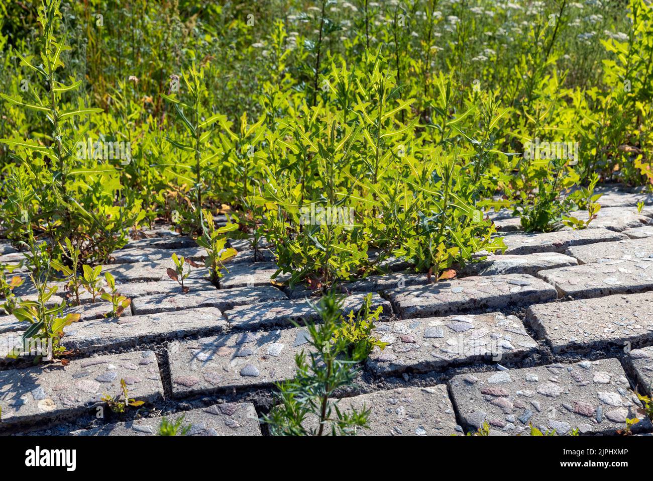 part of the embankment is made of stones and tiles, grass and other ...