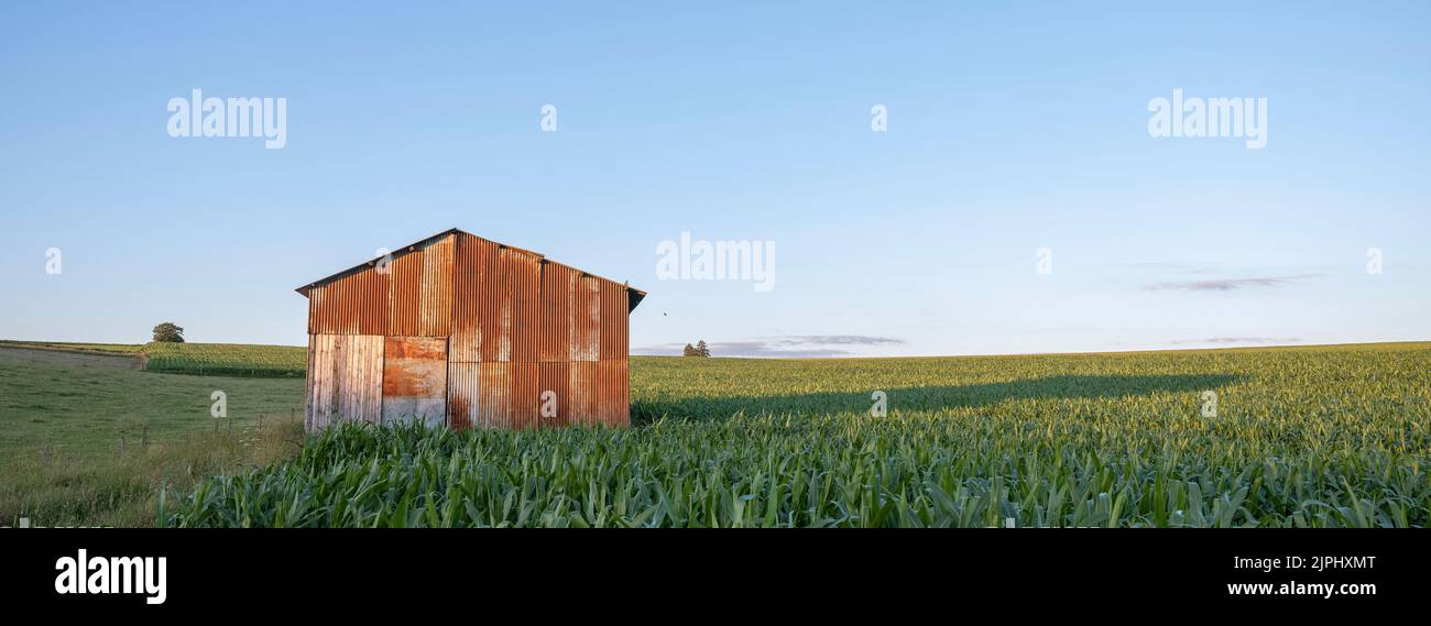 rusty old iron barn in belgian countryside with grass and corn field ...