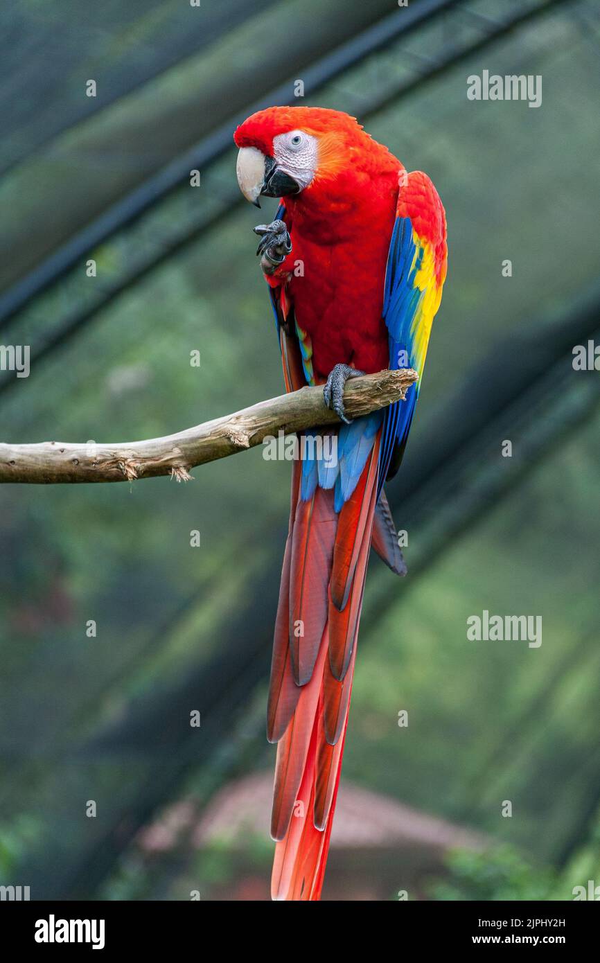 Scarlet Macaw Tail