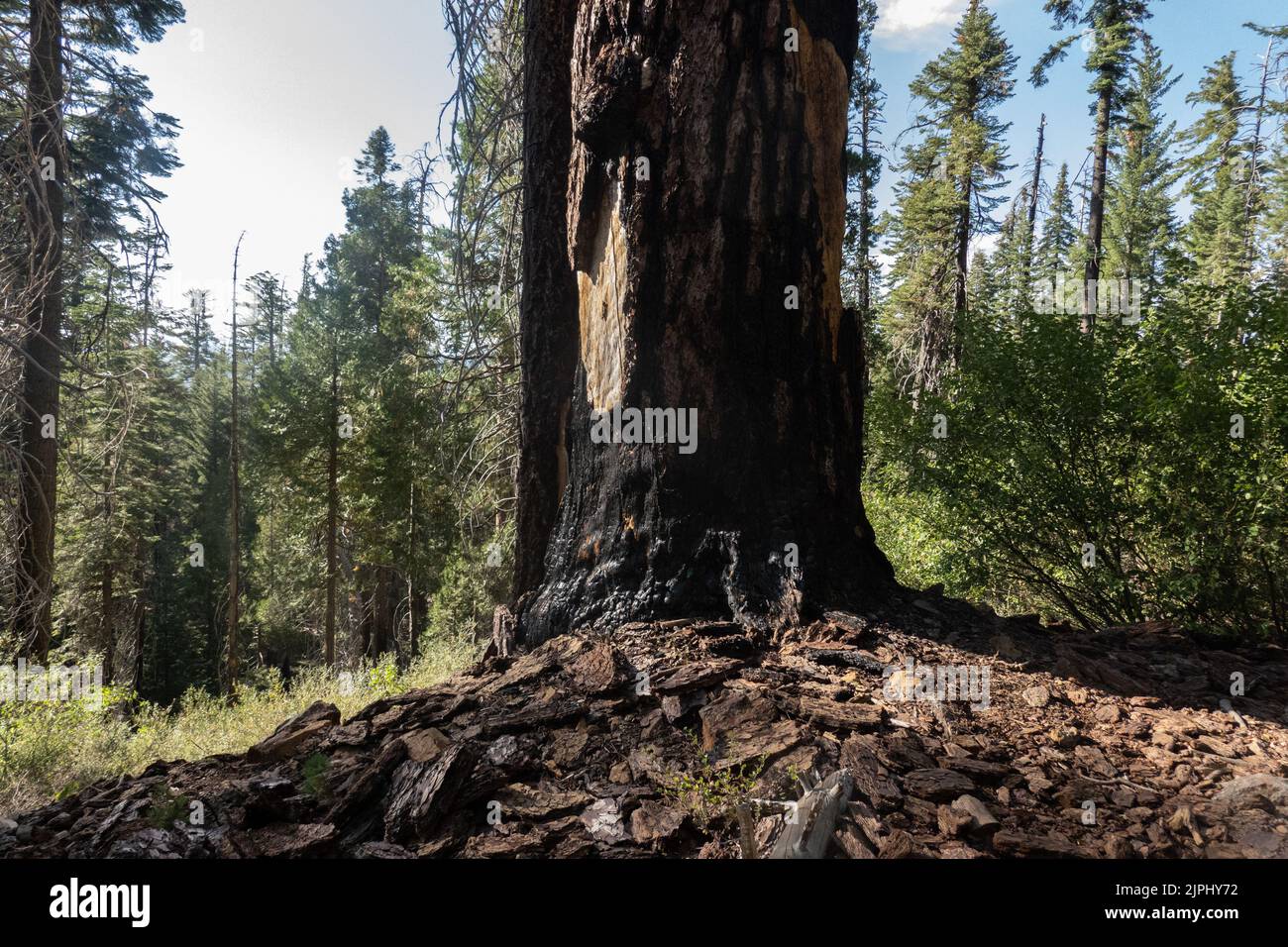 Yosemite valley giant sequoia trees hi-res stock photography and images ...