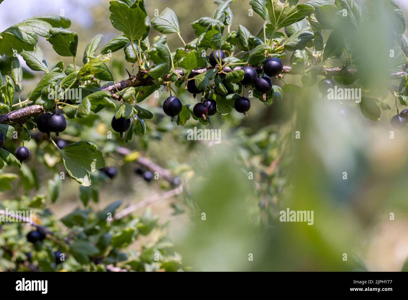 Green foliage on gooseberry bushes in the garden , gooseberry bush in ...