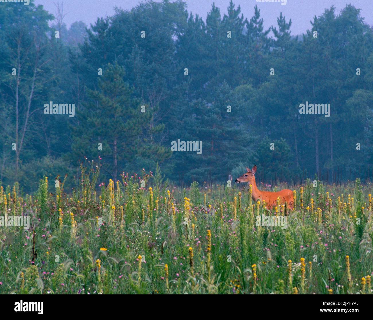In late summer deer cautiously crosses and open field in the early ...