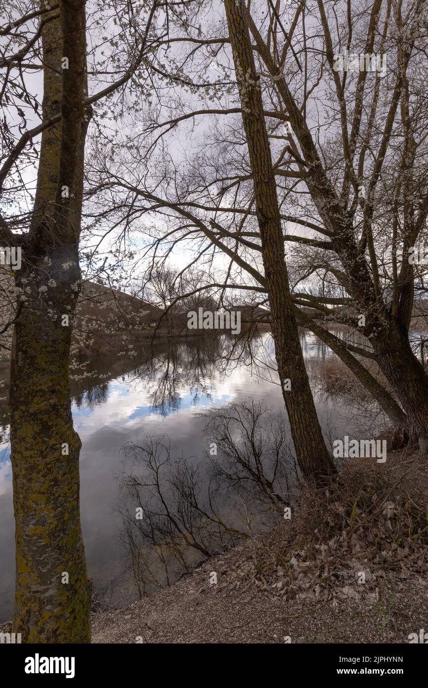 Shore of Colfiorito lake Umbria, Italy with skeletal plants beneath a ...
