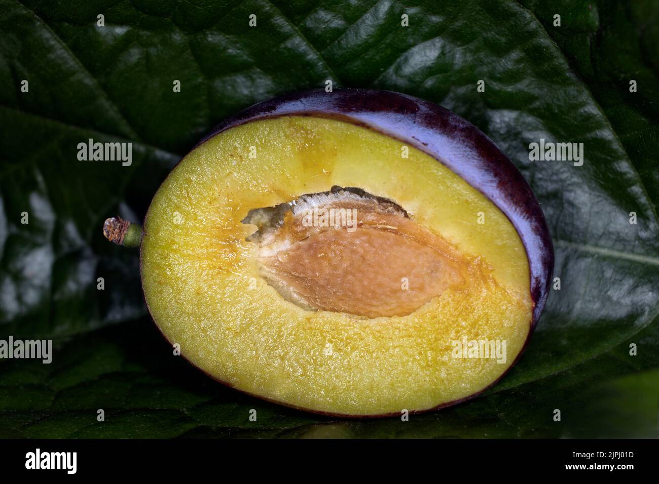 European plum prunus domestica rosaceae hi-res stock photography and ...