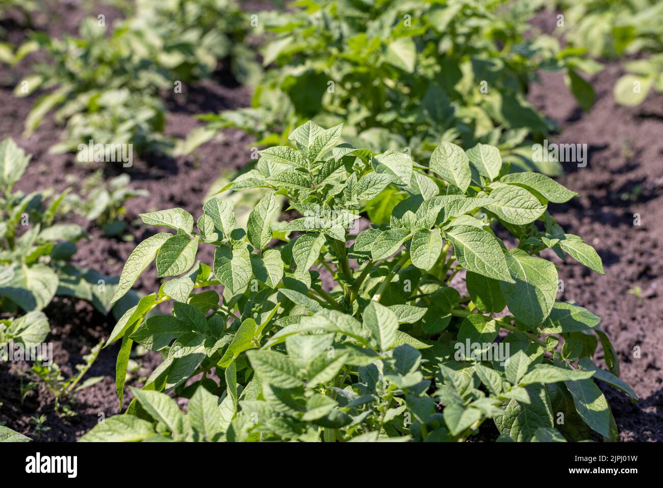 A field with furrows in which potatoes grow, an agricultural field ...