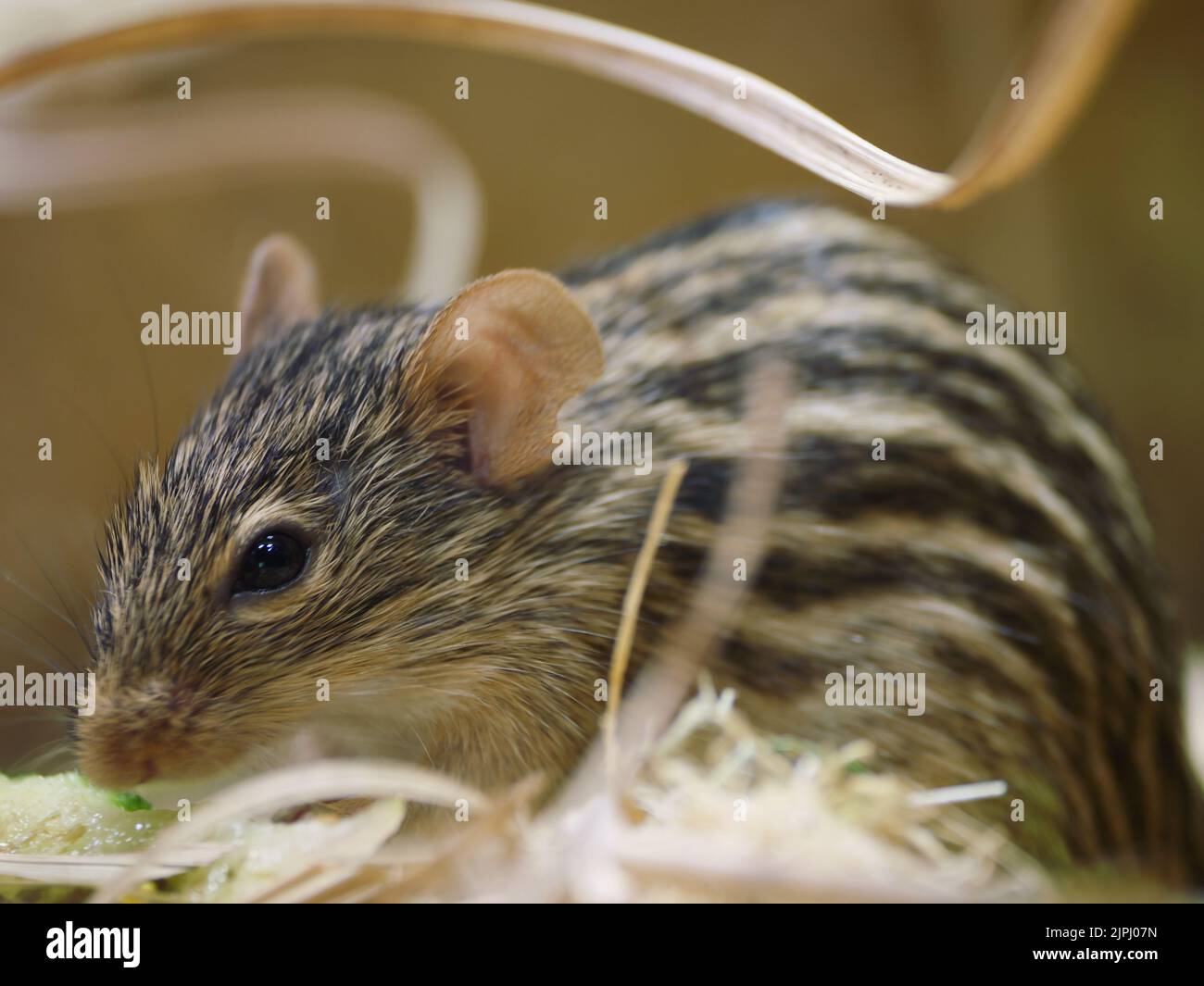 Striped mouse hi-res stock photography and images - Alamy